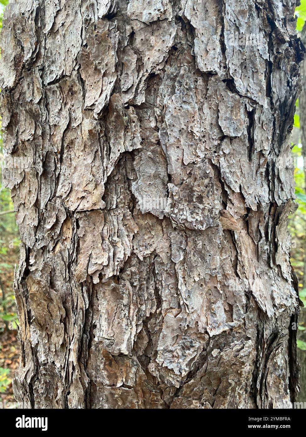 shortleaf pine (Pinus echinata Stock Photo - Alamy