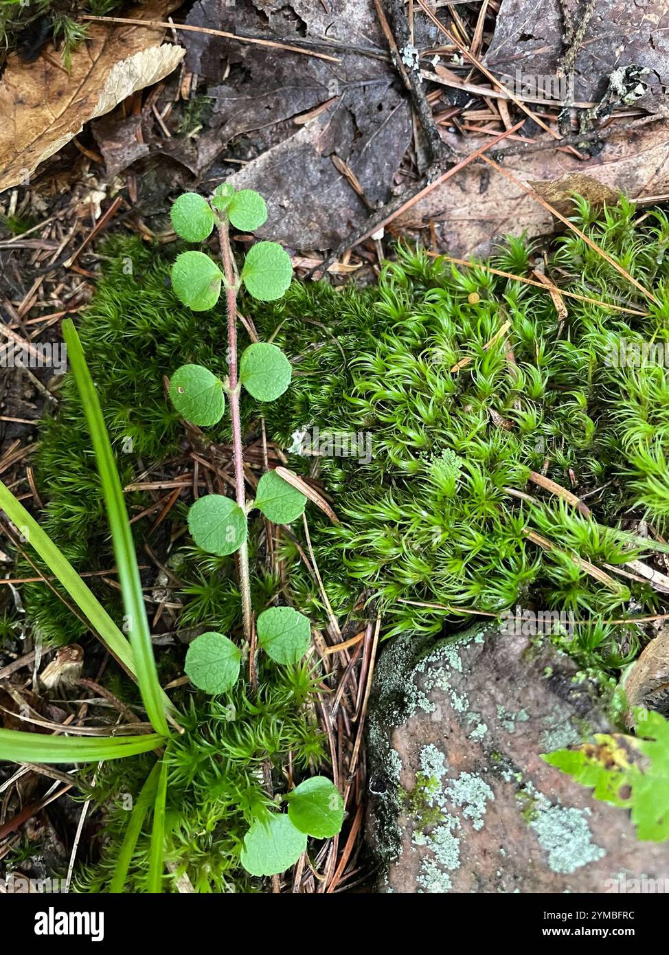 Twinflower (Linnaea borealis Stock Photo - Alamy