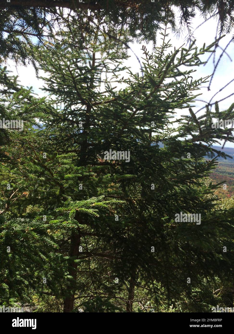 red spruce (Picea rubens Stock Photo - Alamy