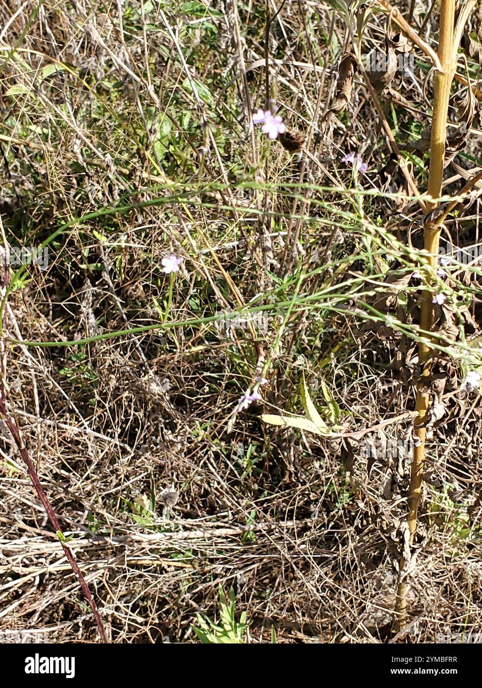 Texas vervain hi-res stock photography and images - Alamy