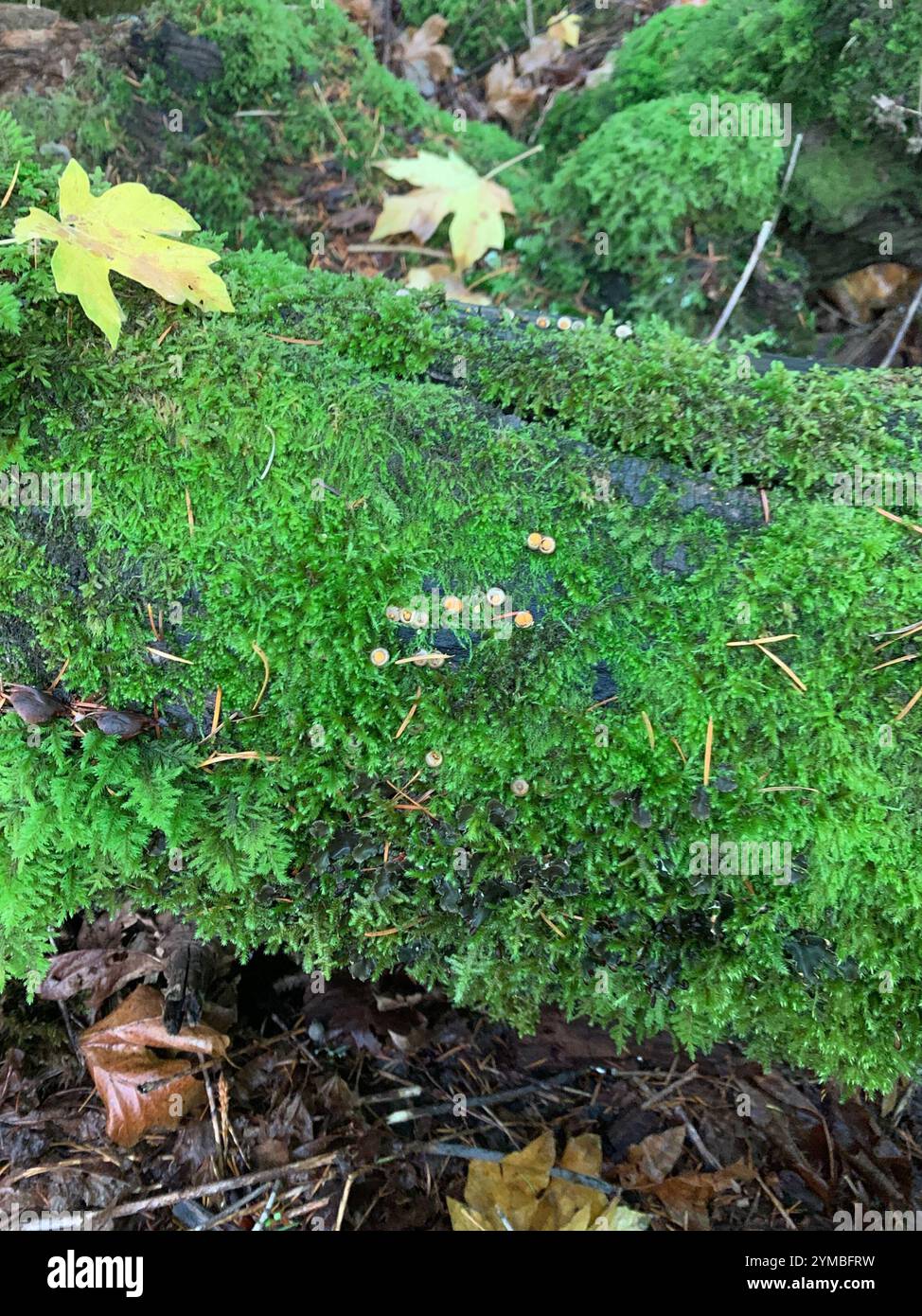 bird's nest fungi (Nidulariaceae Stock Photo - Alamy