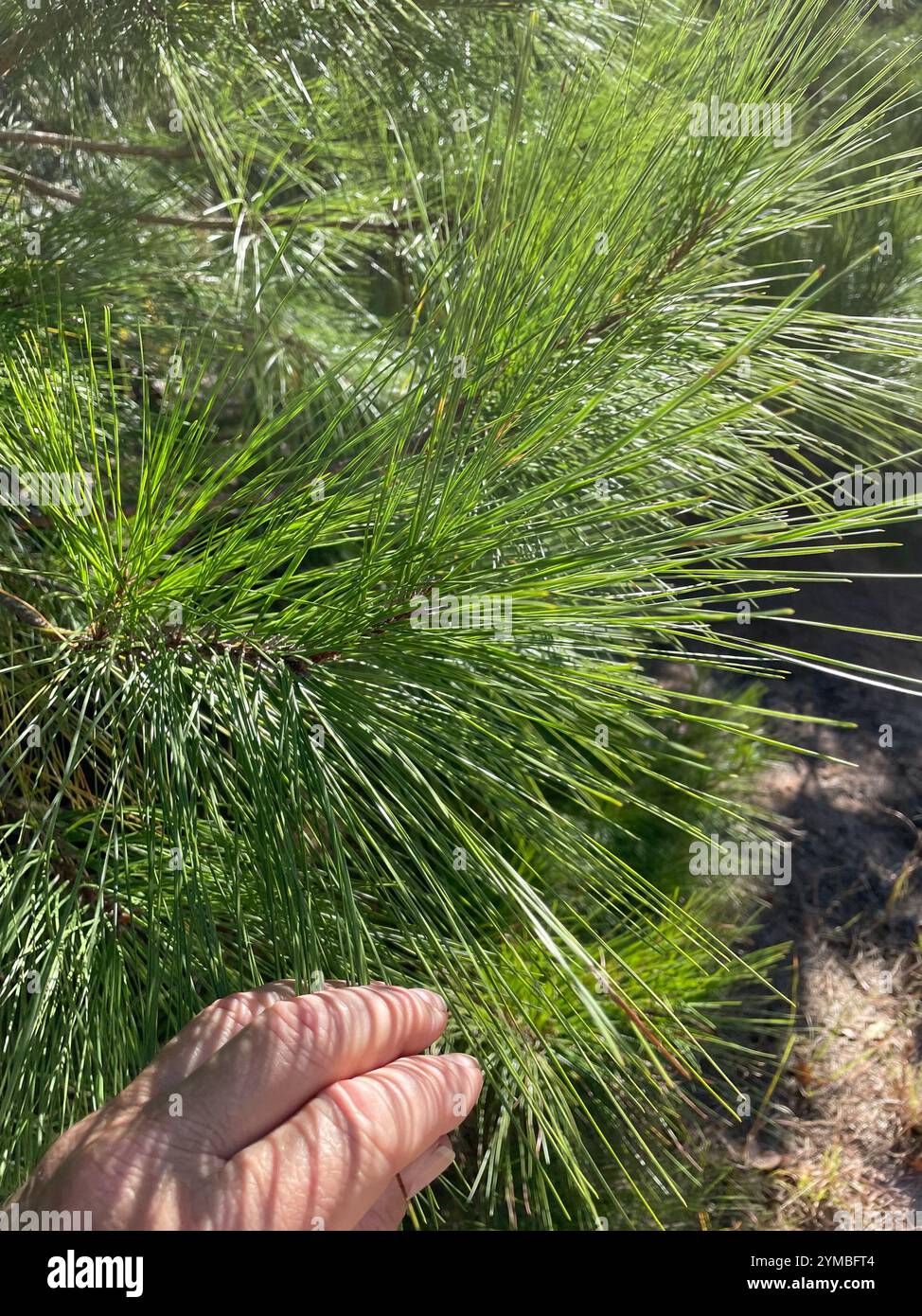loblolly pine (Pinus taeda Stock Photo - Alamy