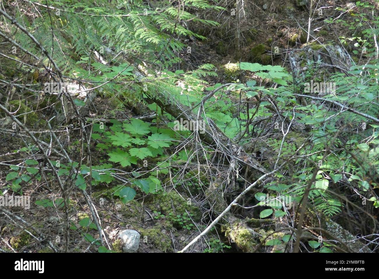Devil's Club (Oplopanax horridus Stock Photo - Alamy
