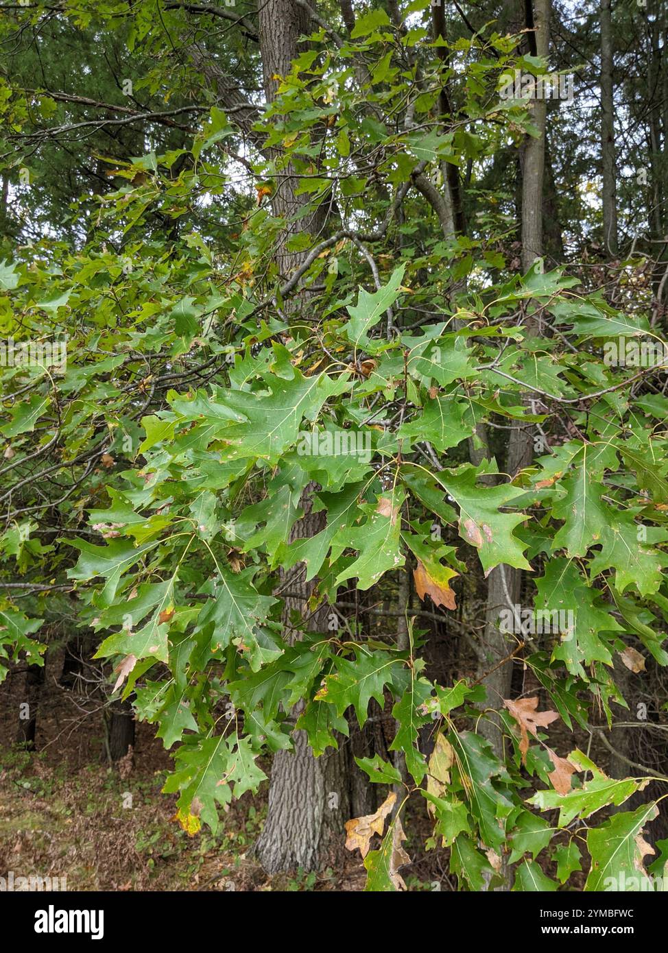 northern red oak (Quercus rubra Stock Photo - Alamy
