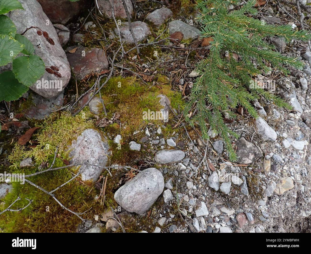 Sickle-leaved Hook-moss (Sanionia uncinata Stock Photo - Alamy
