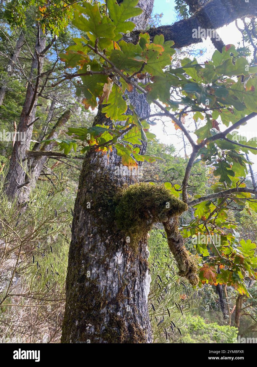 Oregon oak (Quercus garryana Stock Photo - Alamy