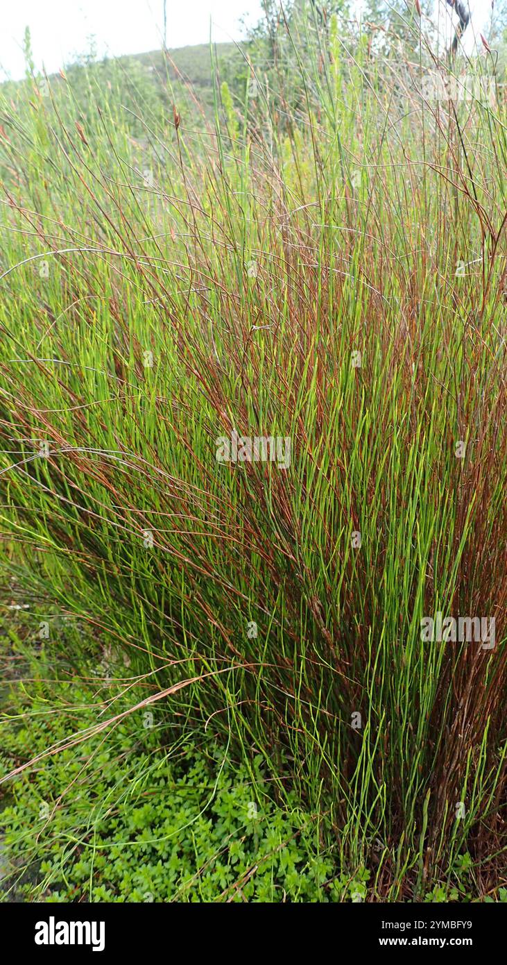 Elegia tectorum hi-res stock photography and images - Alamy