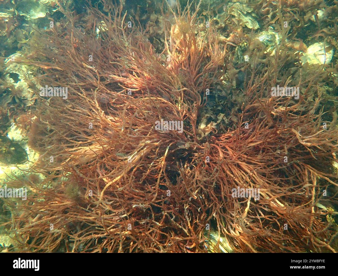 red algae (Rhodophyta Stock Photo - Alamy