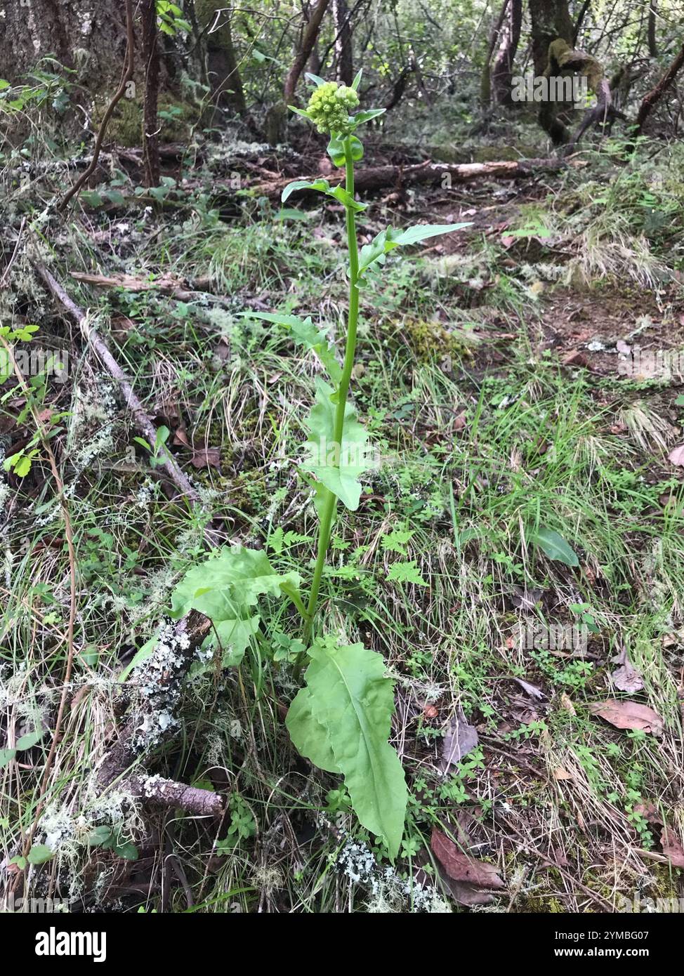 rayless ragwort (Senecio aronicoides Stock Photo - Alamy