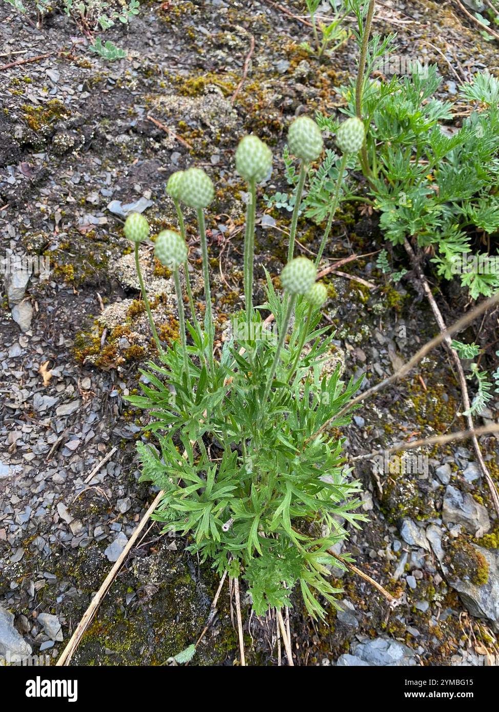 Cutleaf Anemone (Anemone multifida Stock Photo - Alamy