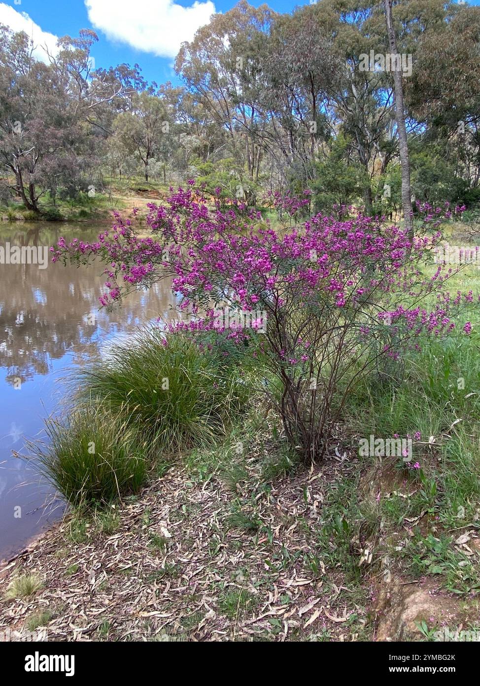 Australian Indigo (Indigofera australis Stock Photo - Alamy