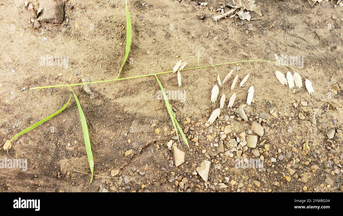 inland wood oats (Chasmanthium latifolium Stock Photo - Alamy