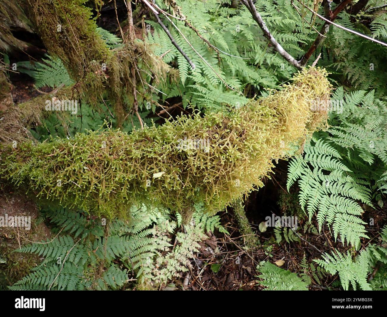 Pendulous Wing-moss (Antitrichia curtipendula Stock Photo - Alamy