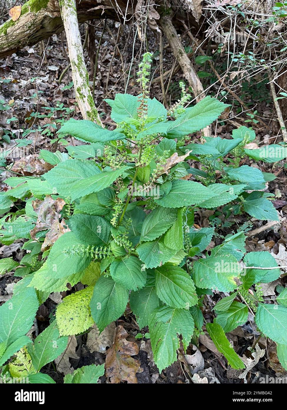 beefsteak plant (Perilla frutescens Stock Photo - Alamy