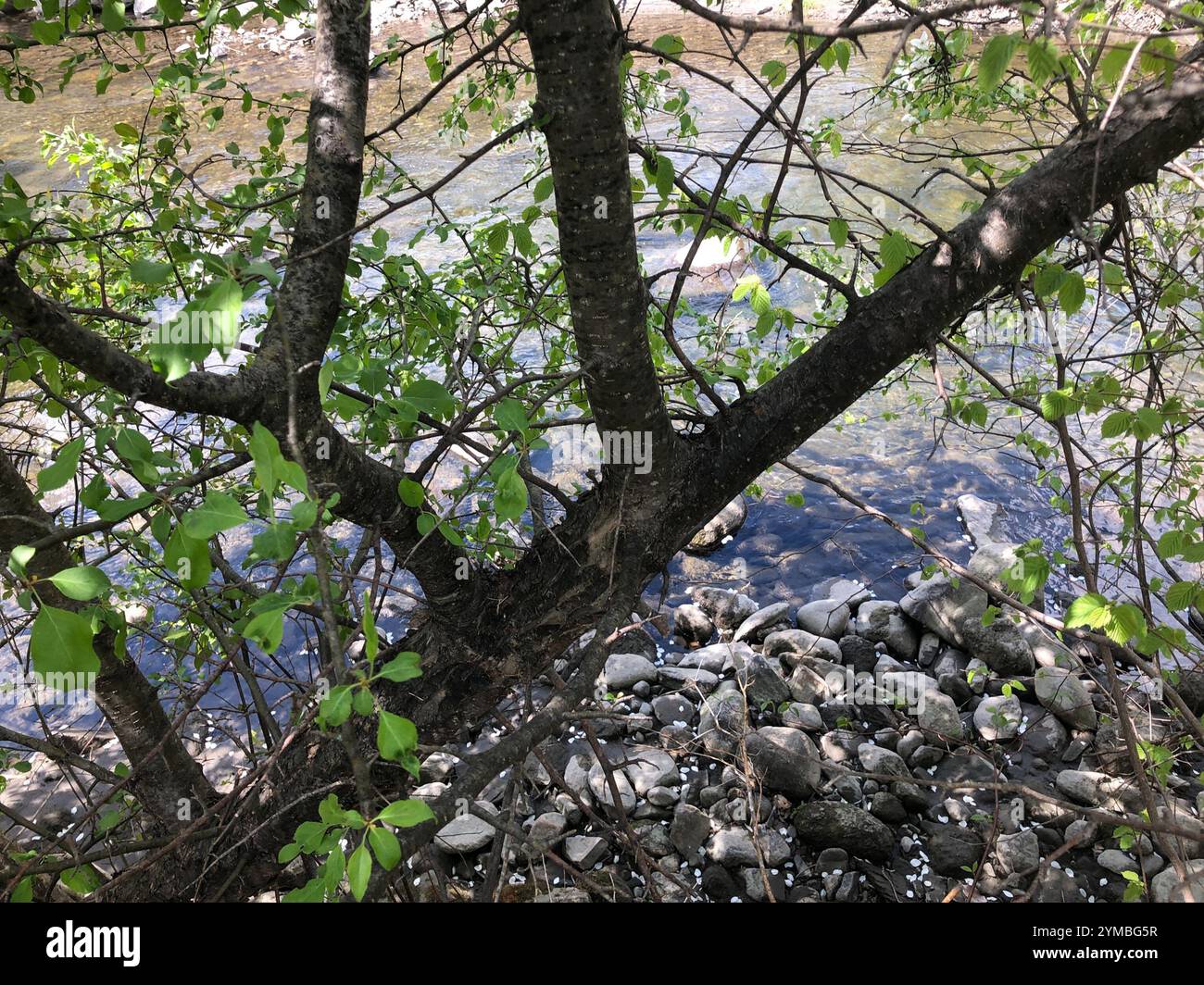 Siberian crabapple (Malus baccata Stock Photo - Alamy
