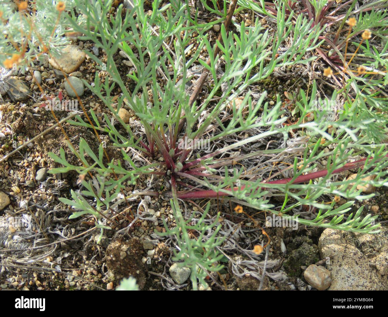 Field Sagewort (Artemisia campestris Stock Photo - Alamy