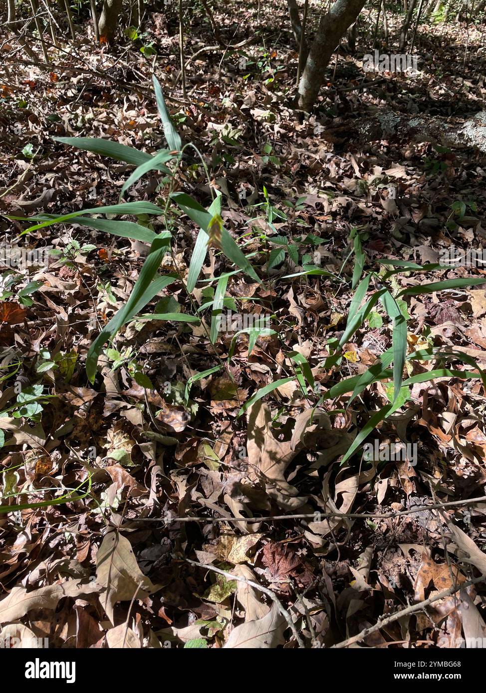 inland wood oats (Chasmanthium latifolium Stock Photo - Alamy