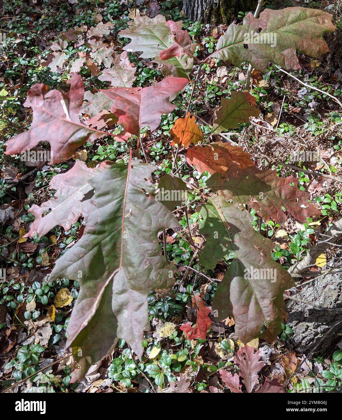 northern red oak (Quercus rubra Stock Photo - Alamy