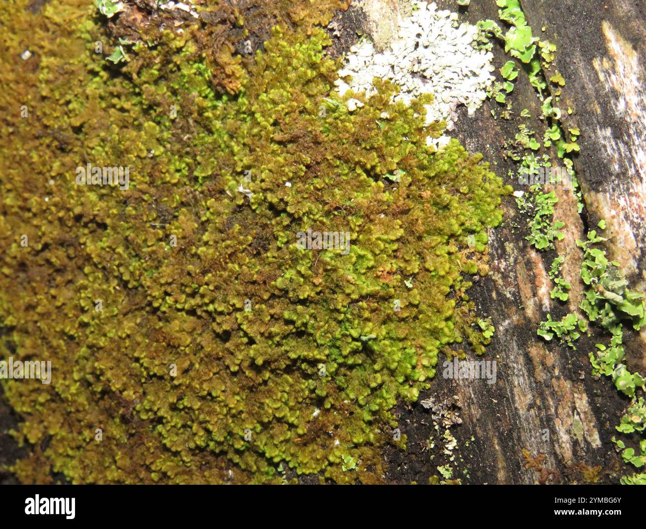 Tree Fringewort (Ptilidium pulcherrimum Stock Photo - Alamy