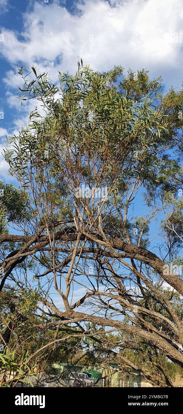 Golden Wattle (Acacia decora Stock Photo - Alamy