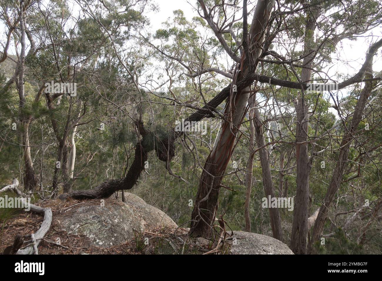Black sheoak (Allocasuarina littoralis Stock Photo - Alamy