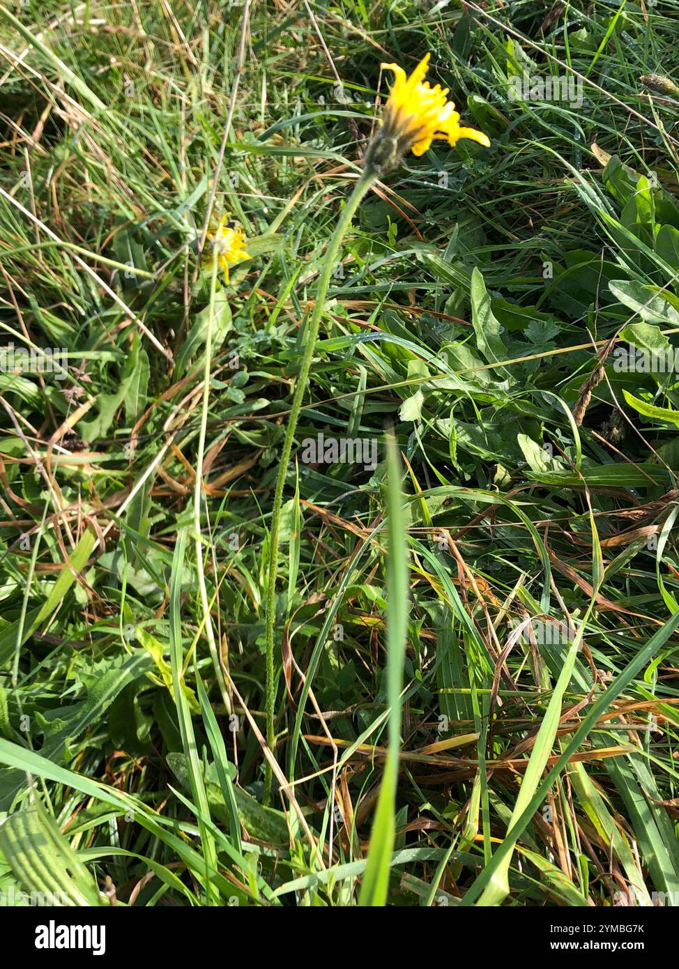 Rough Hawkbit (Leontodon hispidus Stock Photo - Alamy