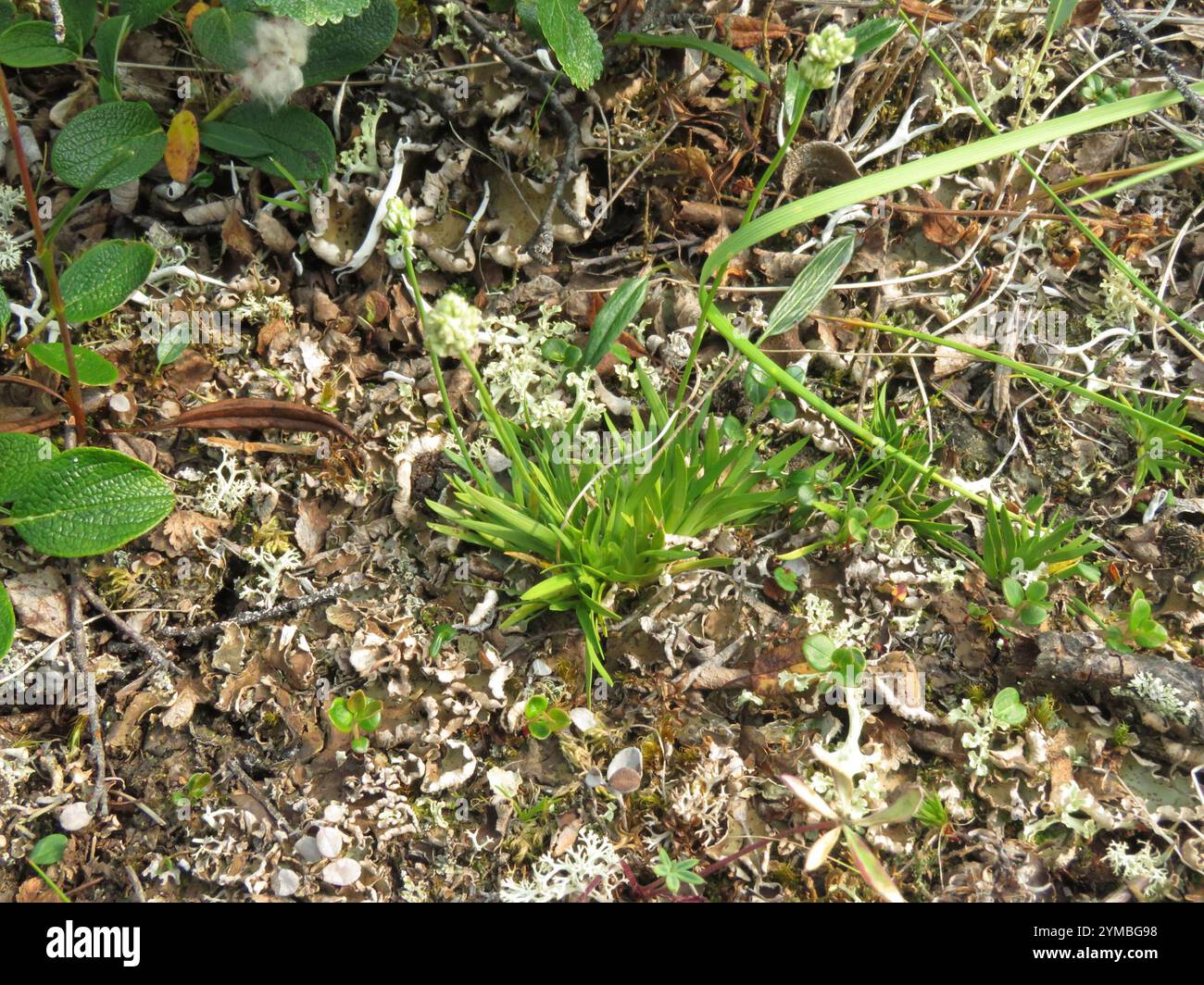 Scottish Asphodel (Tofieldia pusilla Stock Photo - Alamy