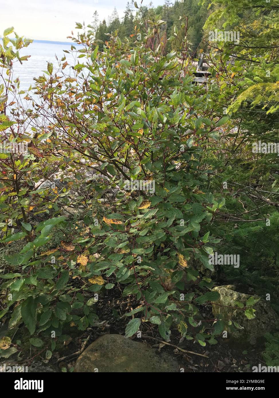 red osier dogwood (Cornus sericea Stock Photo - Alamy