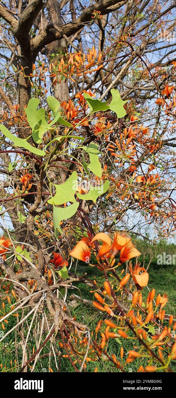 Bat's wing Coral tree (Erythrina vespertilio Stock Photo - Alamy