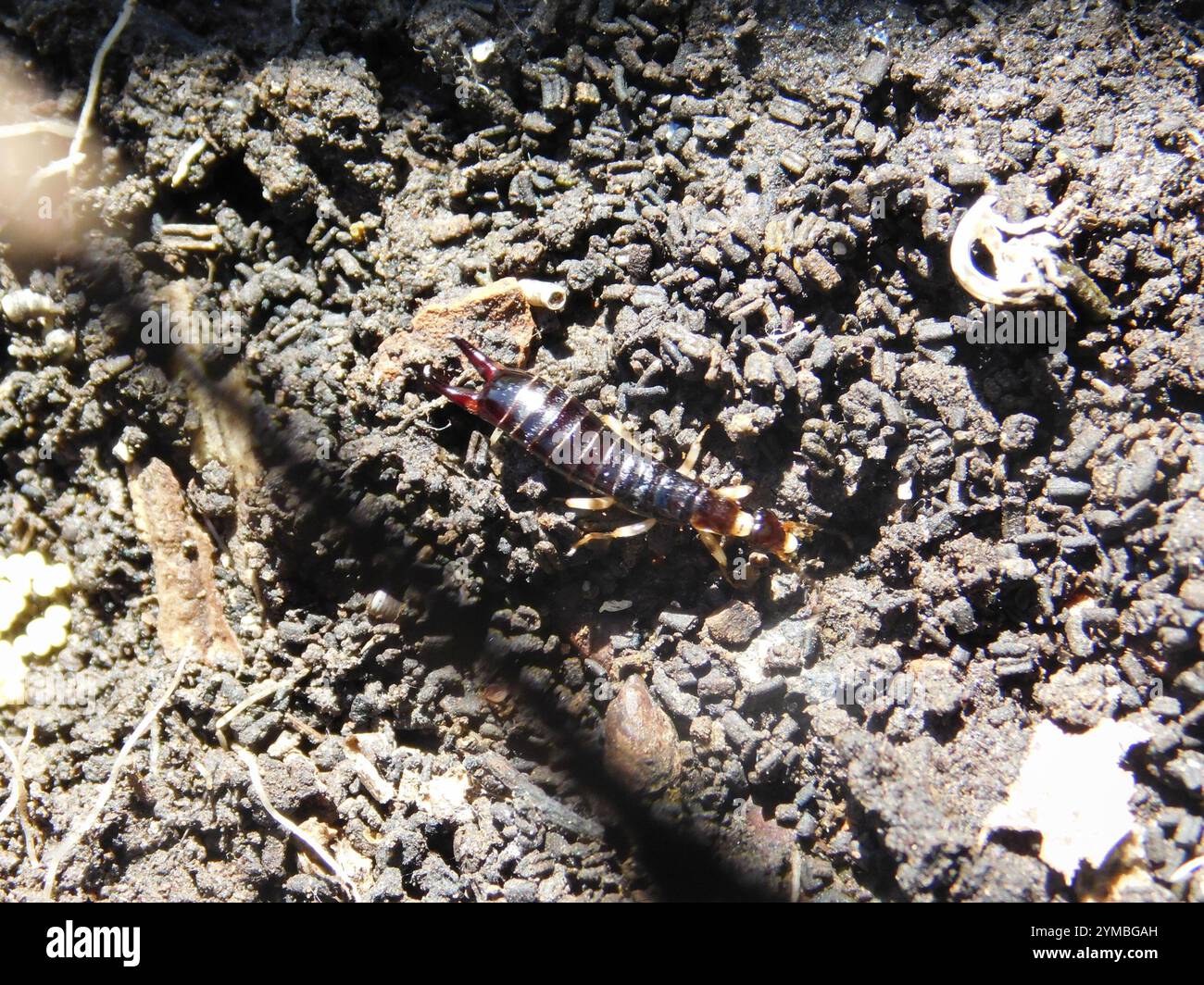 Euborellia annulipes hi-res stock photography and images - Alamy