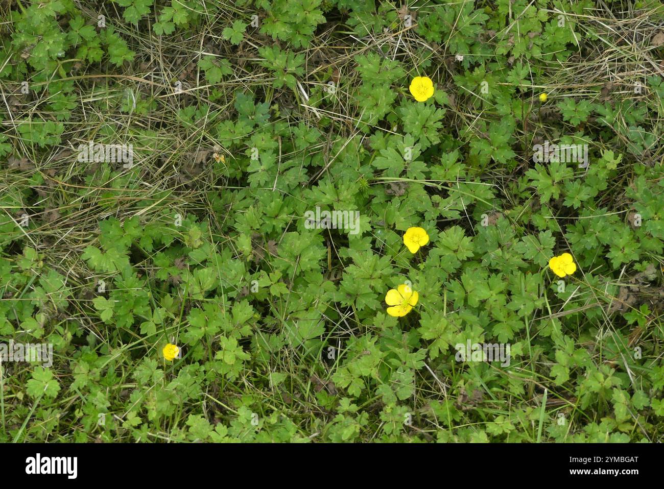 Creeping buttercup (Ranunculus repens Stock Photo - Alamy