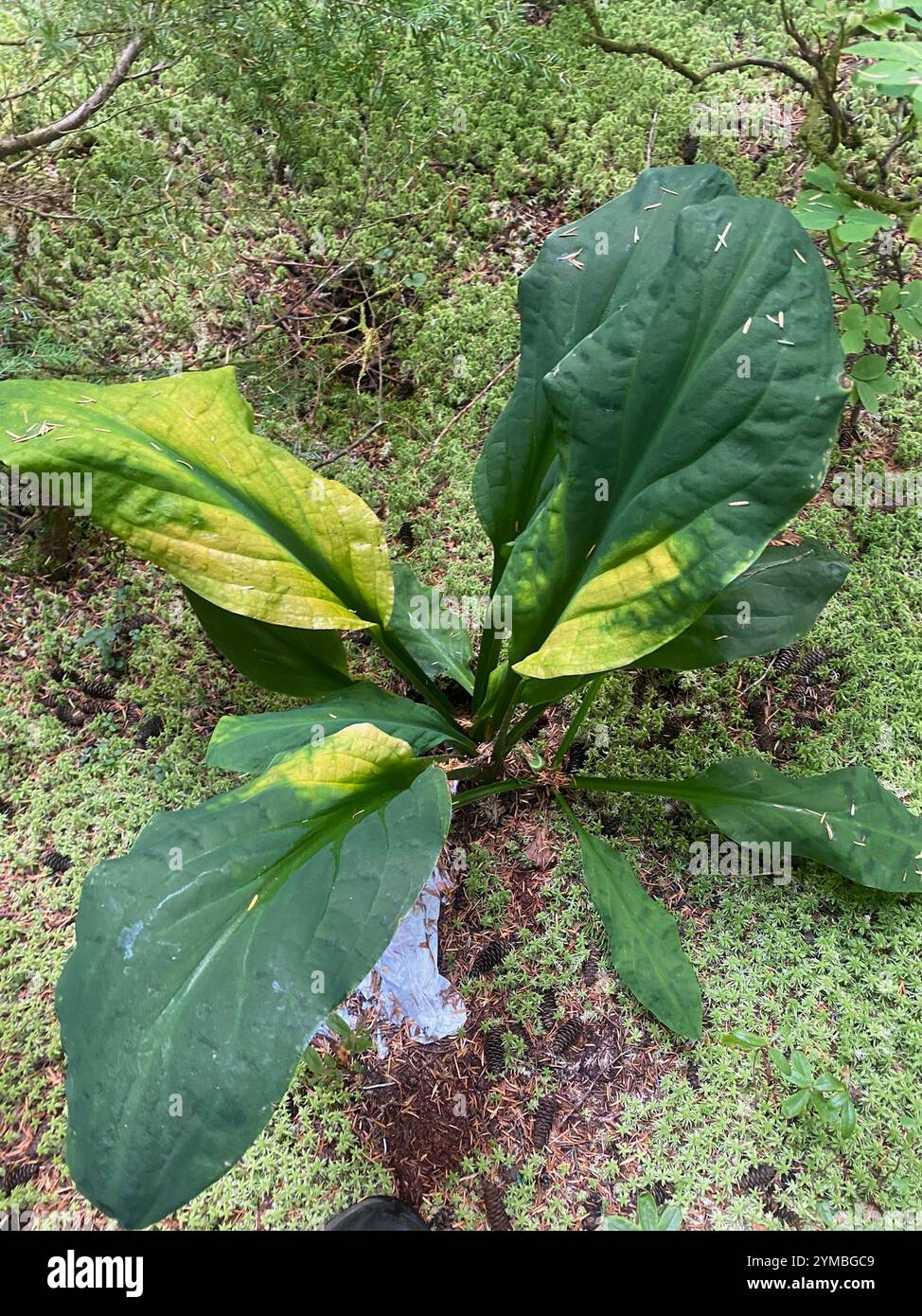 western skunk cabbage (Lysichiton americanus Stock Photo - Alamy