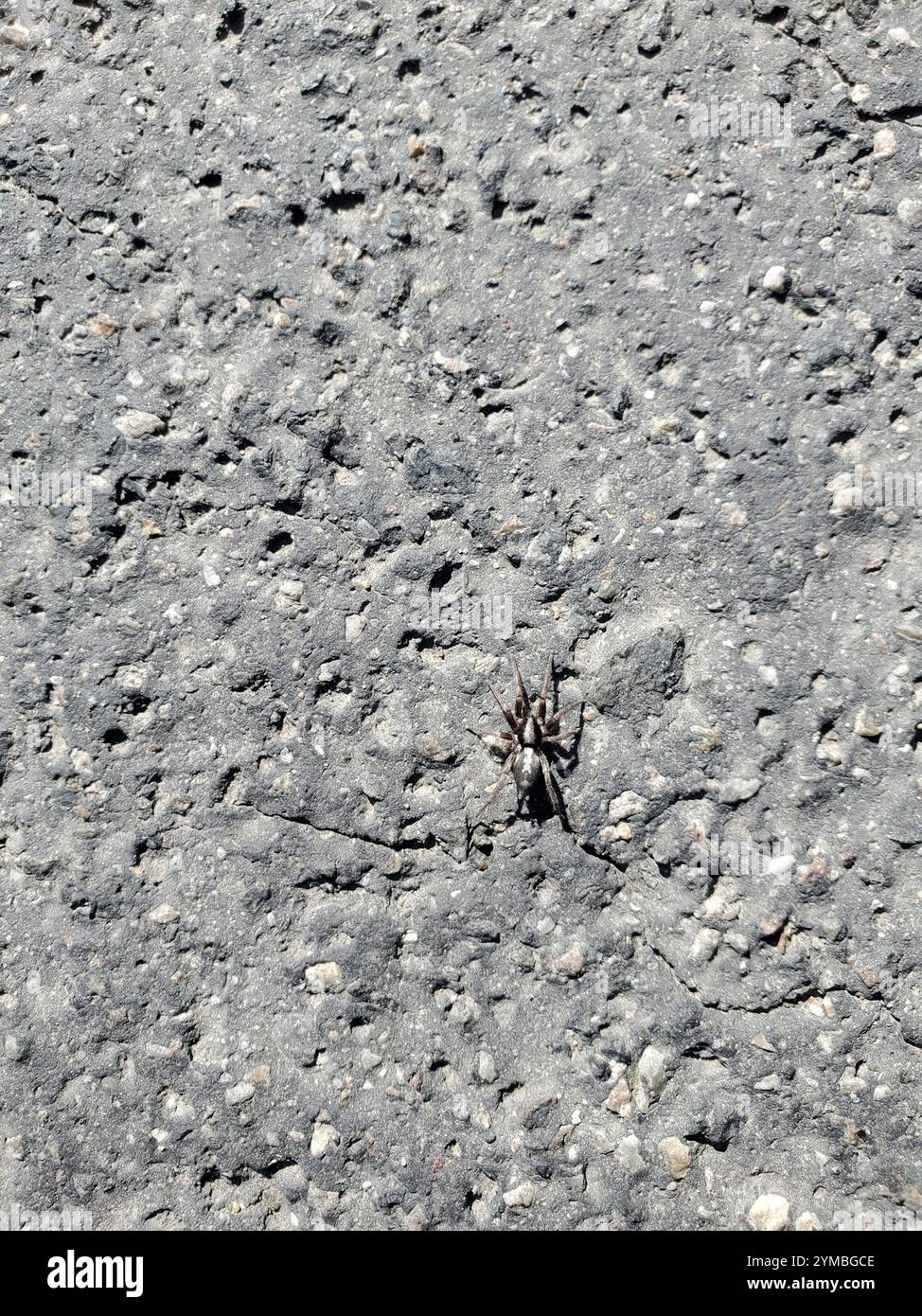 Eastern Parson Spider (Herpyllus ecclesiasticus Stock Photo - Alamy