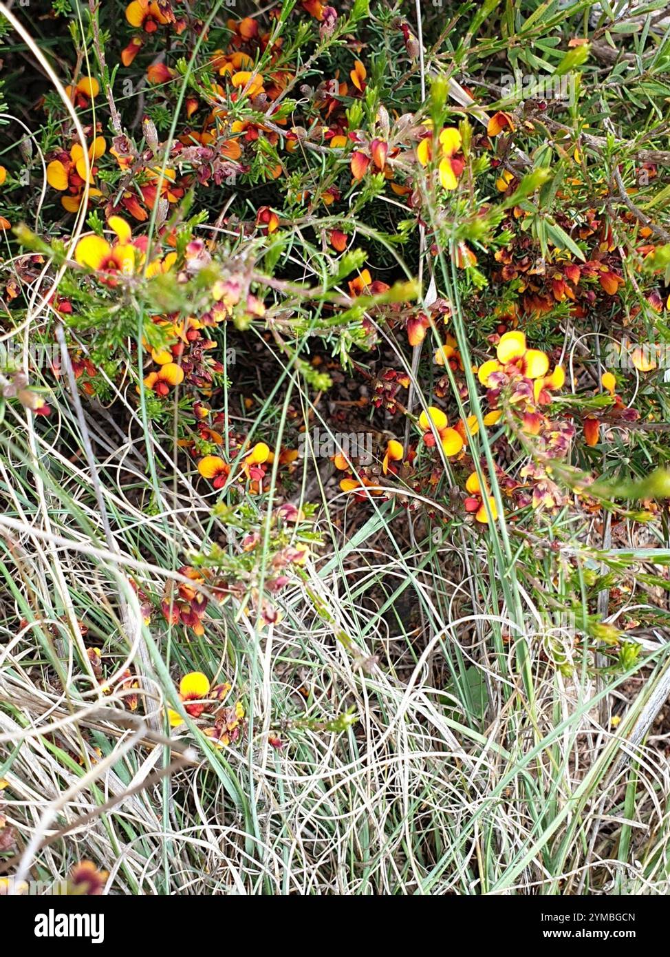 showy parrot-pea (Dillwynia sericea Stock Photo - Alamy