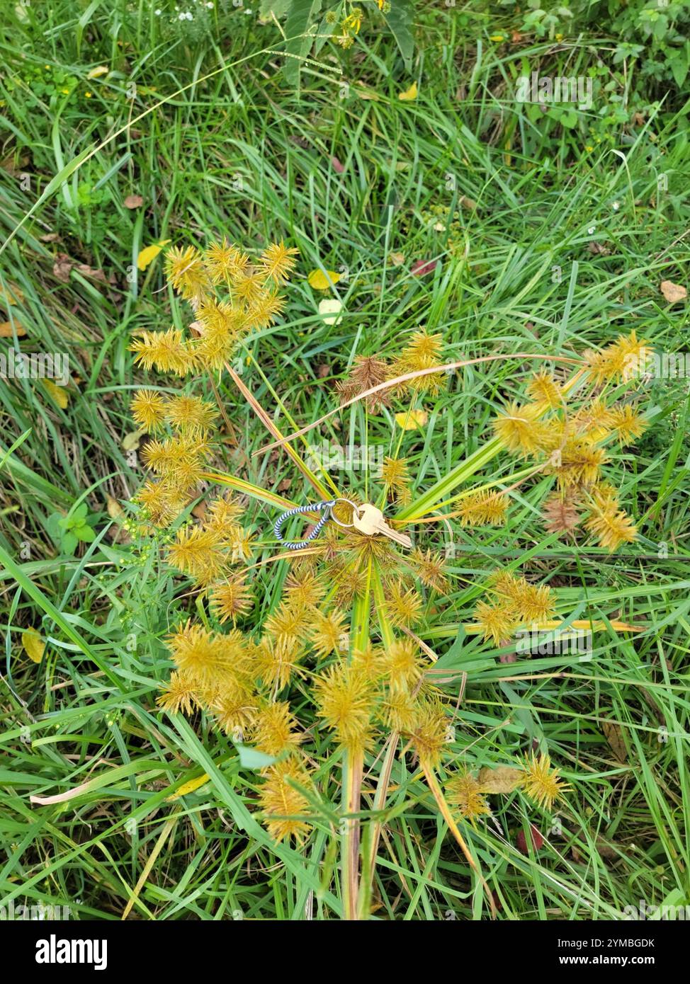 straw-colored flatsedge (Cyperus strigosus Stock Photo - Alamy
