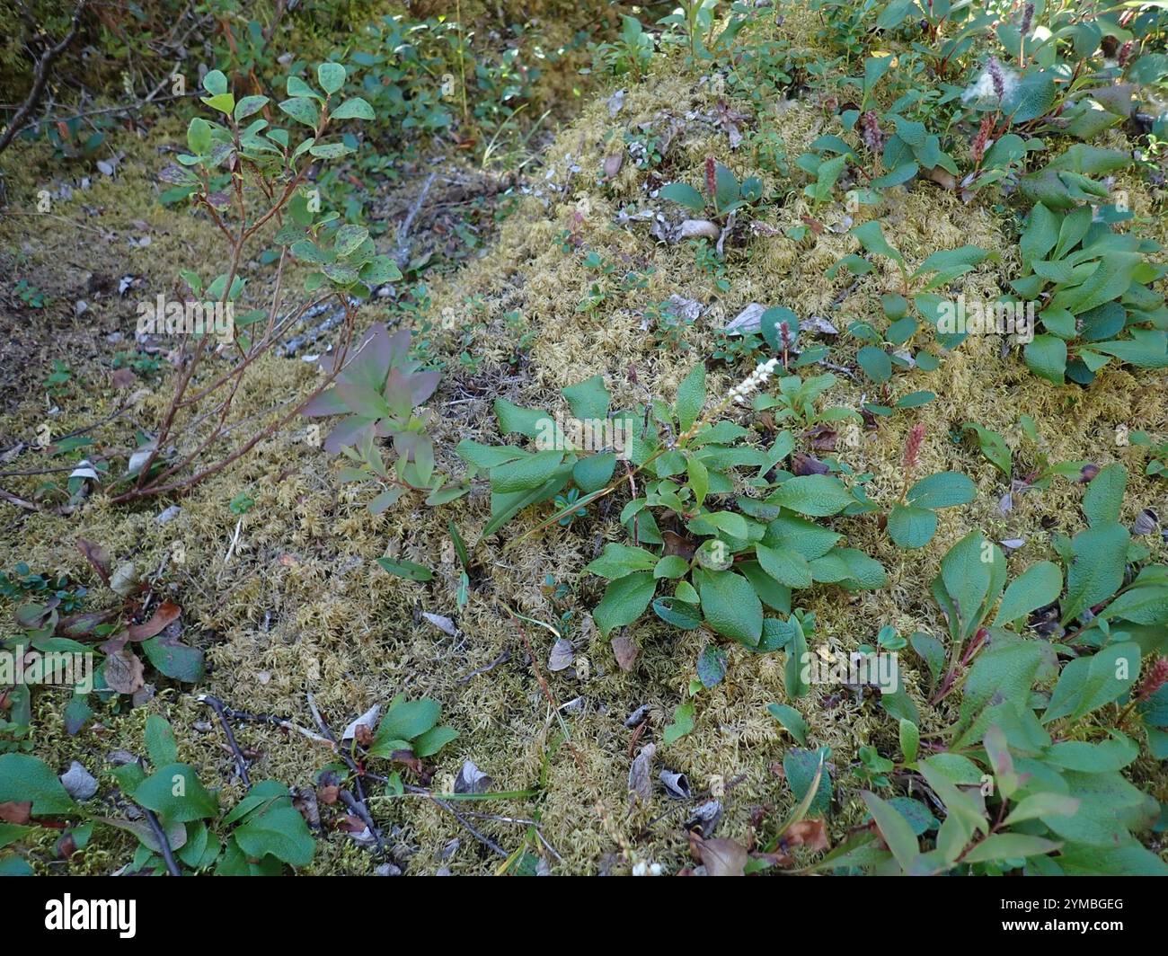 alpine bistort (Bistorta vivipara Stock Photo - Alamy