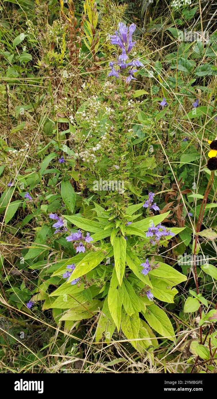 great blue lobelia (Lobelia siphilitica Stock Photo - Alamy