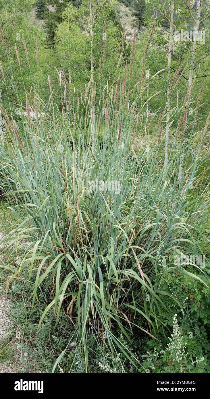 Leymus cinereus hi-res stock photography and images - Alamy
