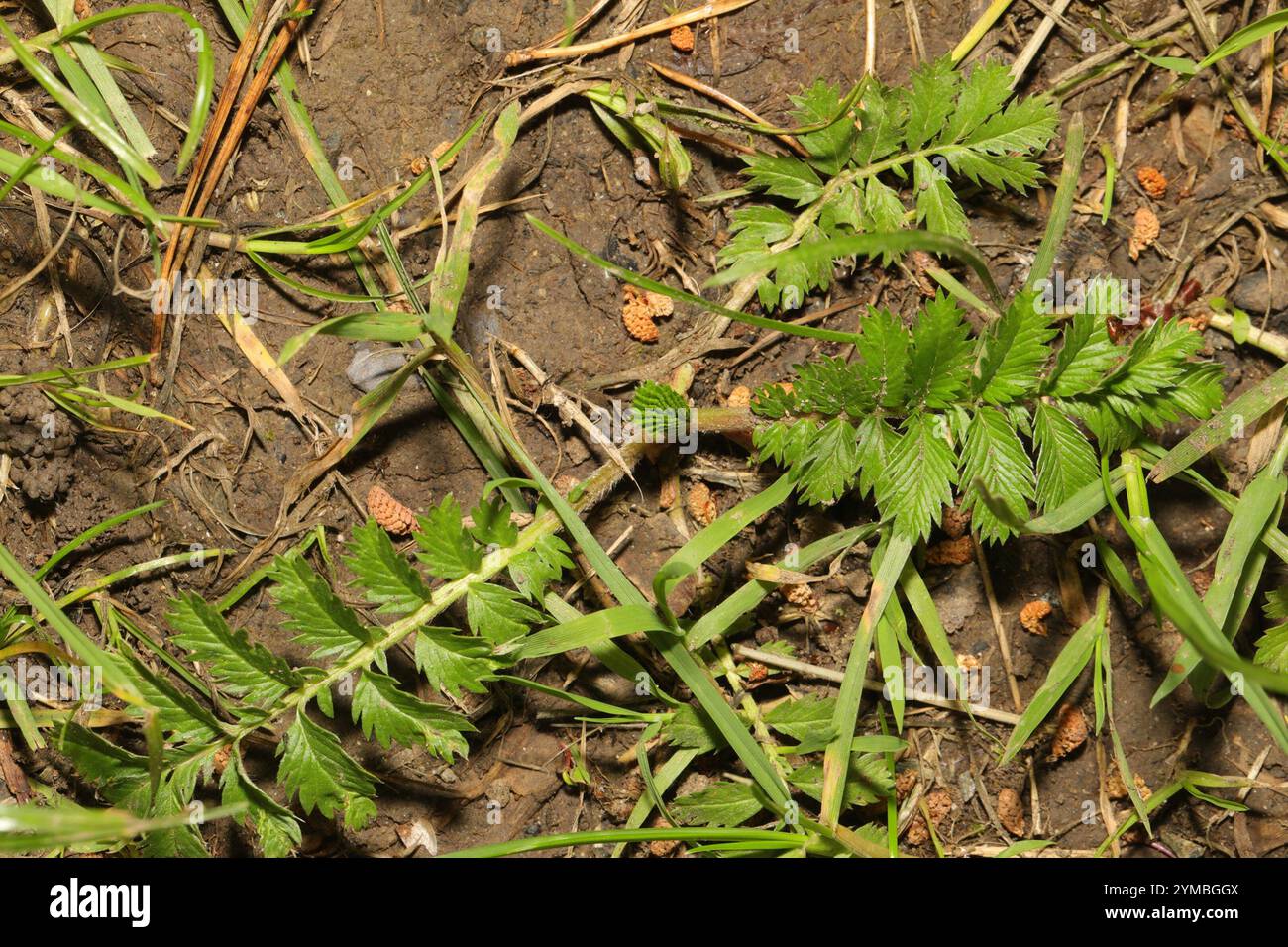 common silverweed (Argentina anserina Stock Photo - Alamy