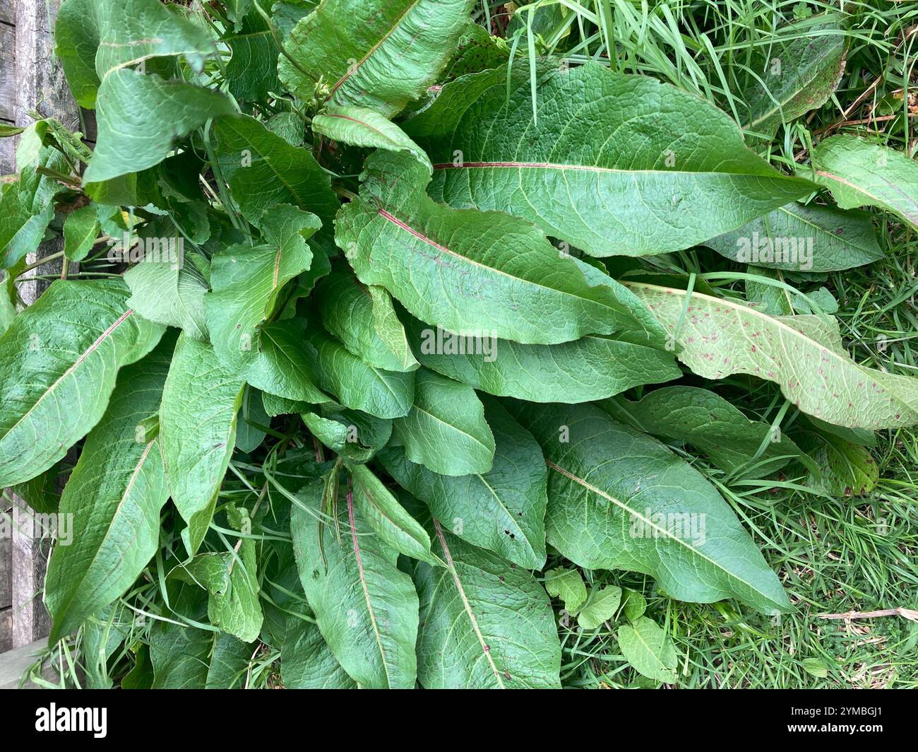 broad-leaved dock (Rumex obtusifolius Stock Photo - Alamy