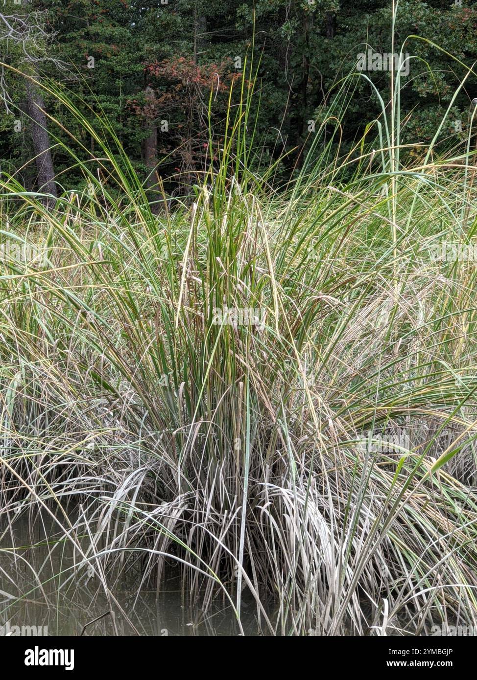 Saltmarsh Cordgrass (Sporobolus alterniflorus Stock Photo - Alamy