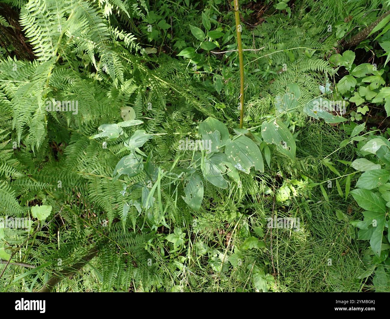 white twisted-stalk (Streptopus amplexifolius Stock Photo - Alamy