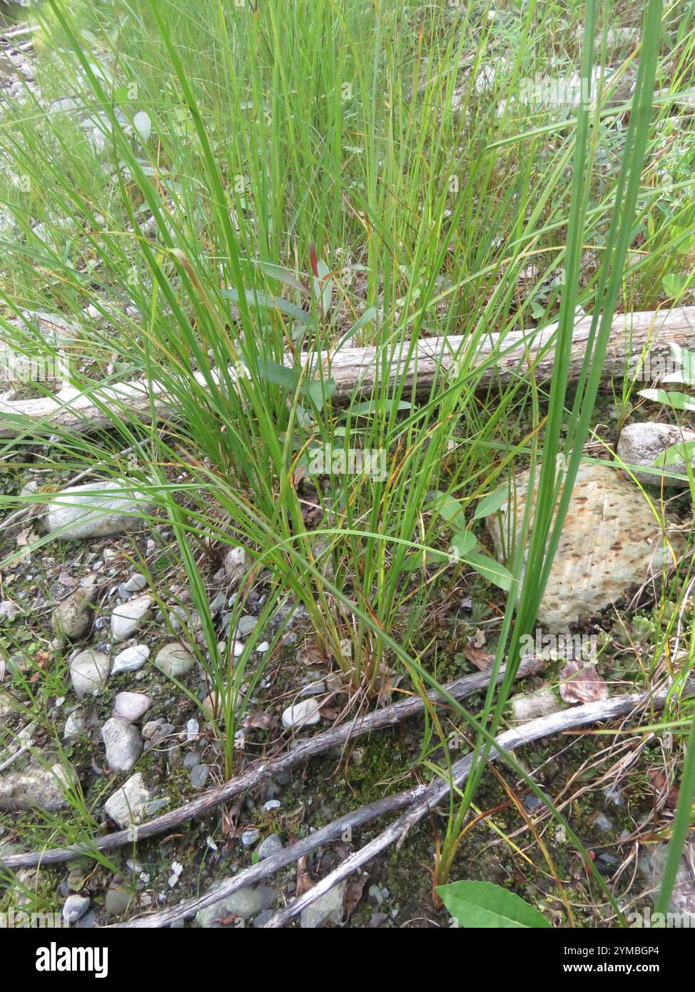 true sedges (Carex Stock Photo - Alamy