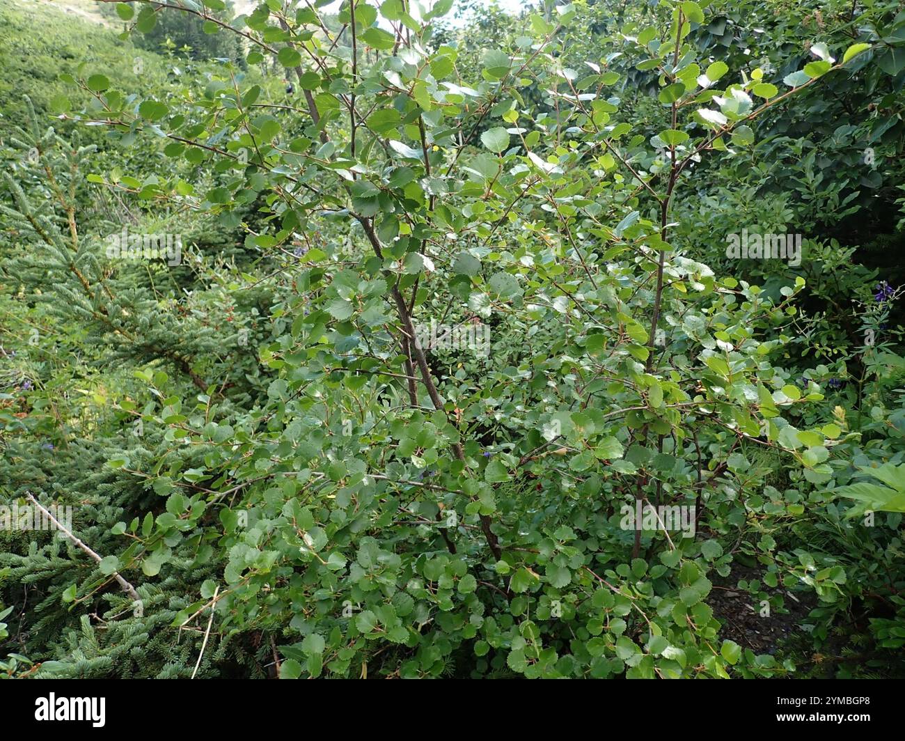 dwarf resin birch (Betula glandulosa Stock Photo - Alamy