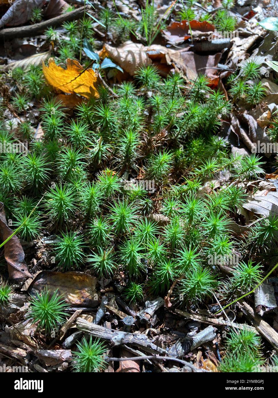 Common Haircap Moss (Polytrichum commune Stock Photo - Alamy