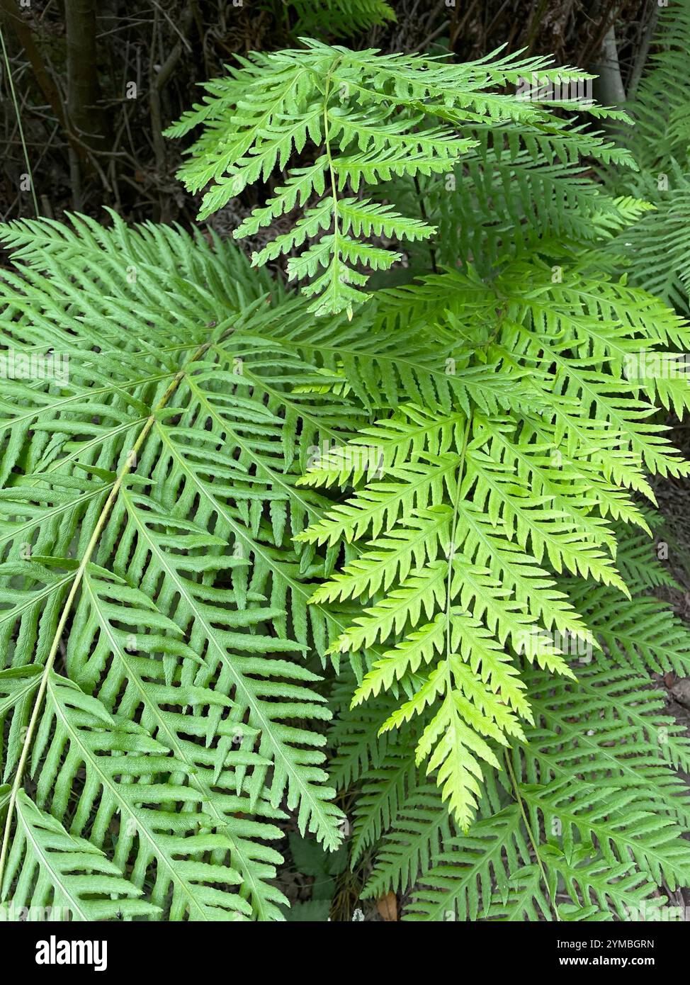 giant chain fern (Woodwardia fimbriata Stock Photo - Alamy