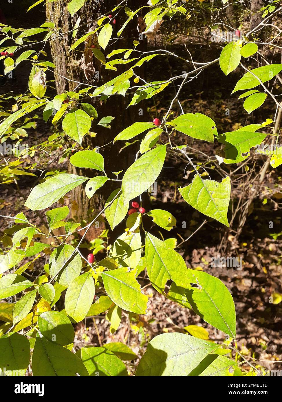 northern spicebush (Lindera benzoin Stock Photo - Alamy
