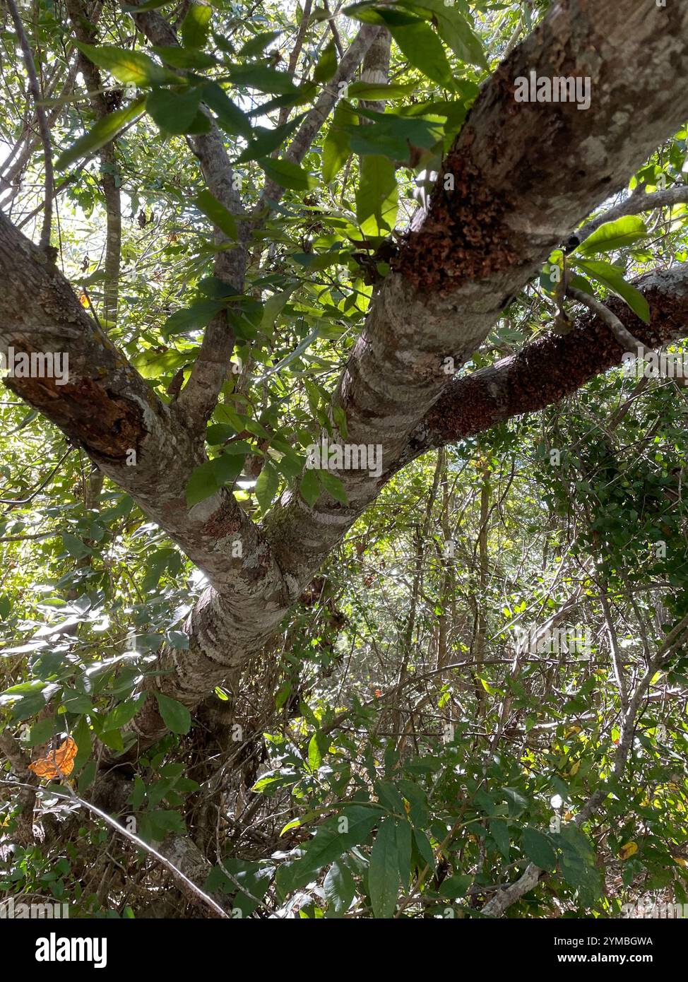 Carya aquatica hi-res stock photography and images - Alamy