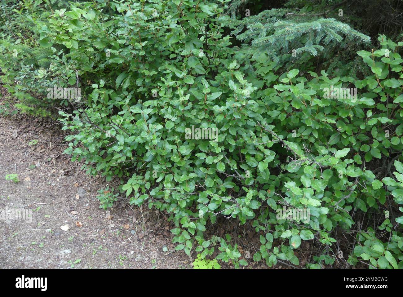 Canadian buffalo-berry (Shepherdia canadensis Stock Photo - Alamy