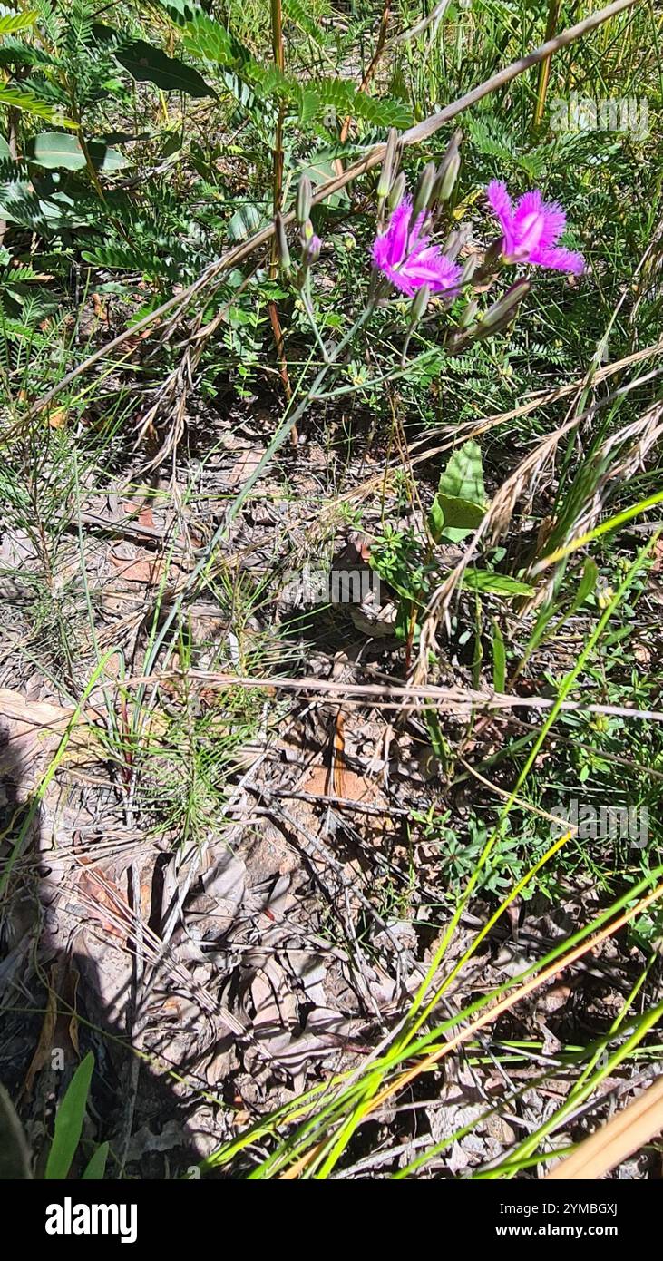 Common Fringe-lily (Thysanotus tuberosus Stock Photo - Alamy